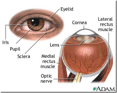 Synfysiologi - tentafrågor ~ Medicinanteckningar
